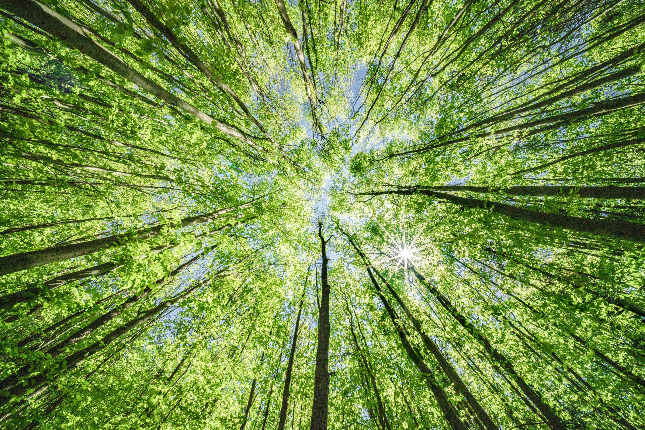 Ökosystem - Was ist das? Definition & Wissenswertes | VILSA