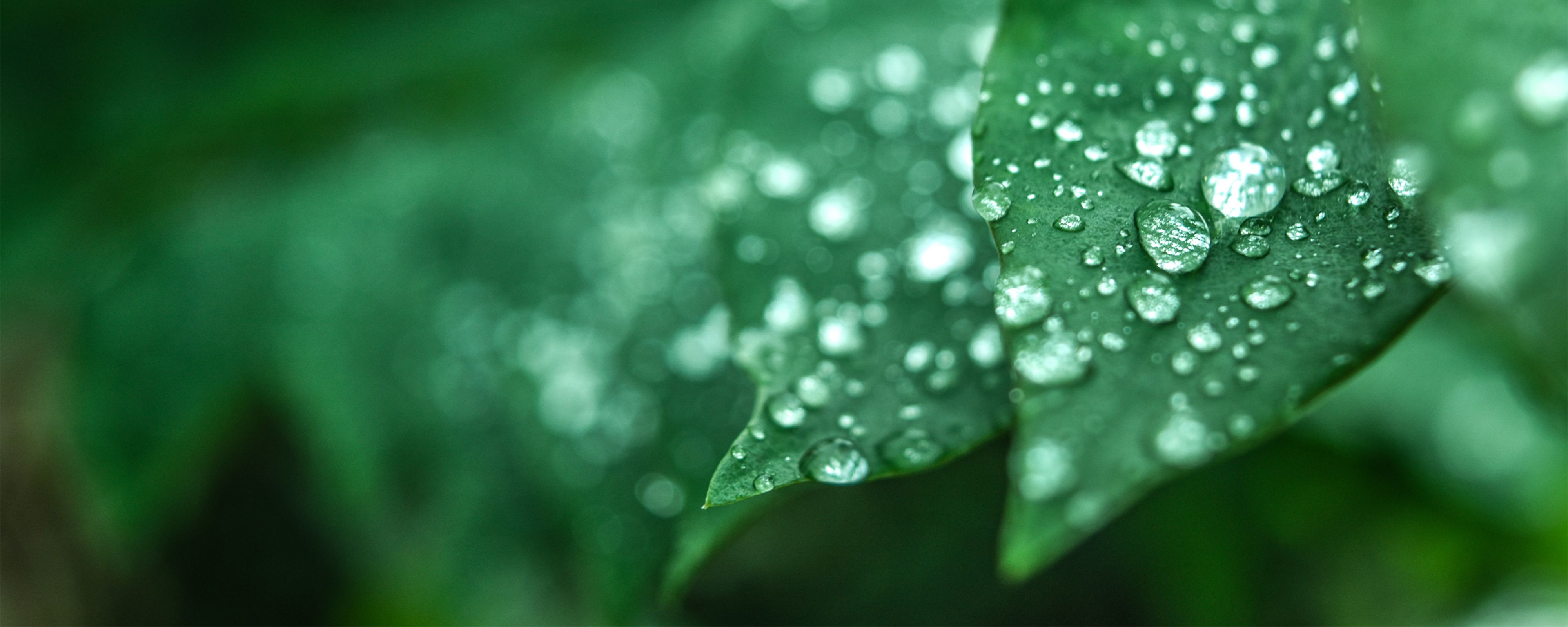 VILSA PLUS Bio Limette-Minze | VILSA